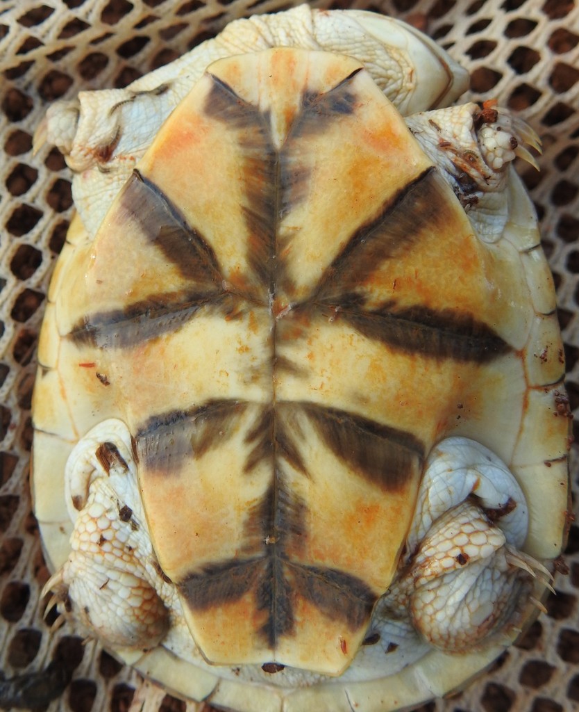 Coastal Terrapin in October 2019 by Rob Palmer · iNaturalist