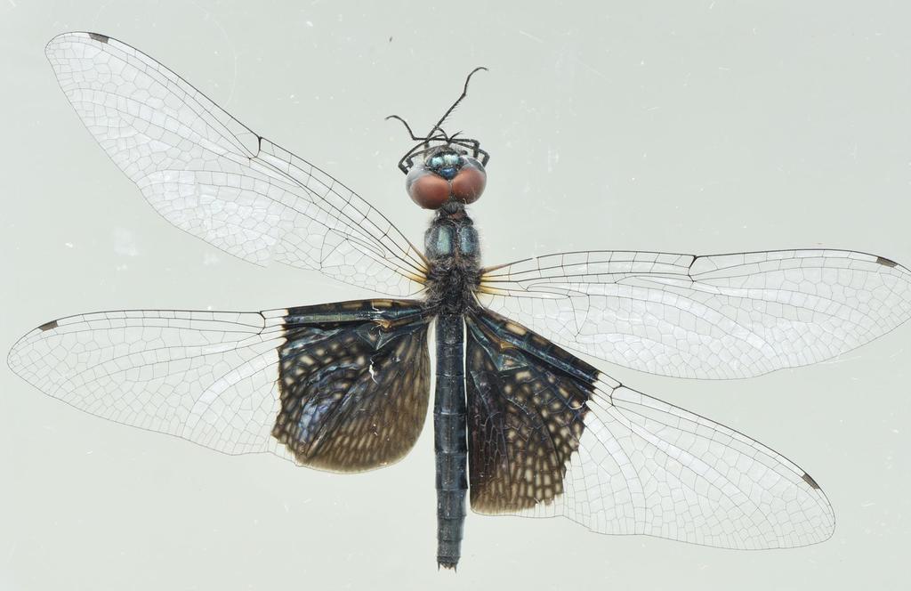 Phantom Flutterer in November 2019 by Rob Palmer · iNaturalist