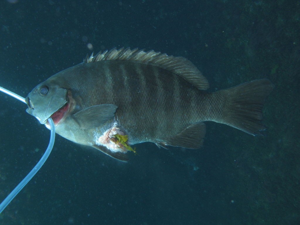 Girella from New South Wales, Australia on September 30, 2007 at 10:47 ...