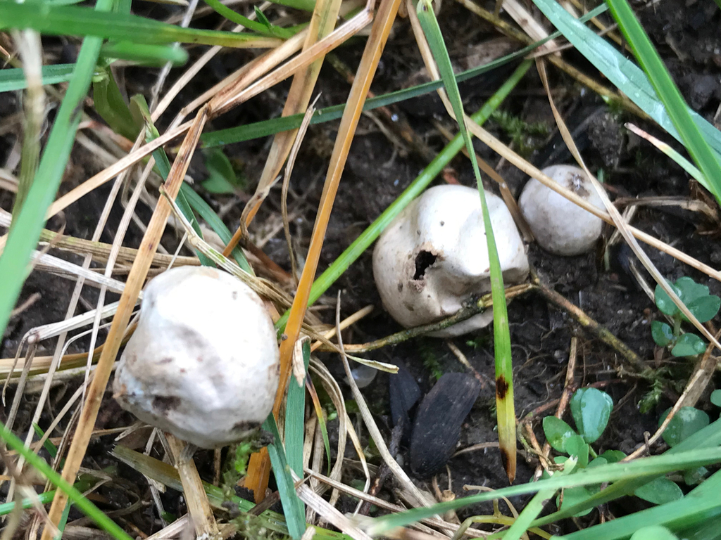 dwarf puffball from Lanark County, ON, Canada on November 3, 2019 at 03 ...