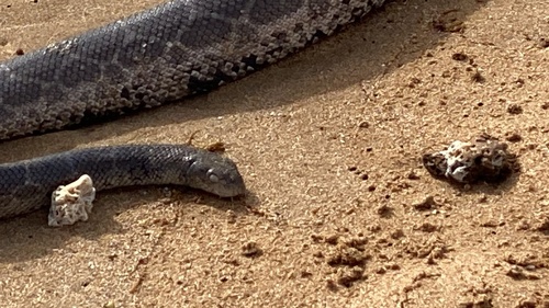 Fine-spined Sea Snake (Hydrophis czeblukovi) - Snakes and Lizards