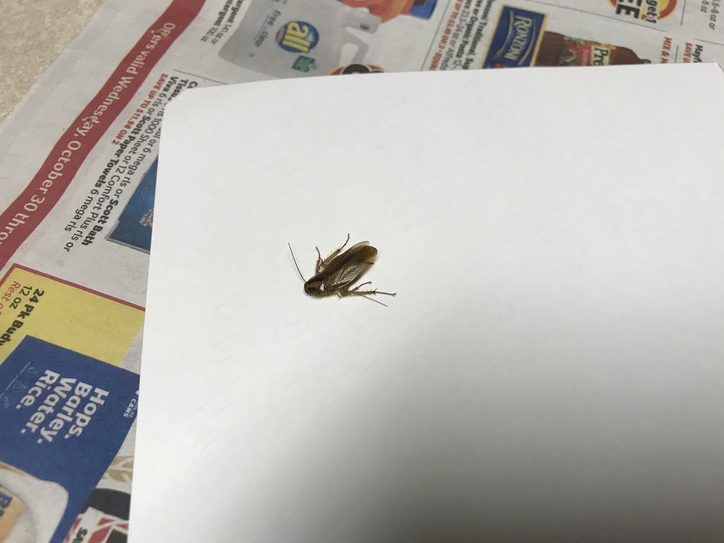 German Cockroach from Scotia Dr, Punta Gorda, FL, US on November 3 ...