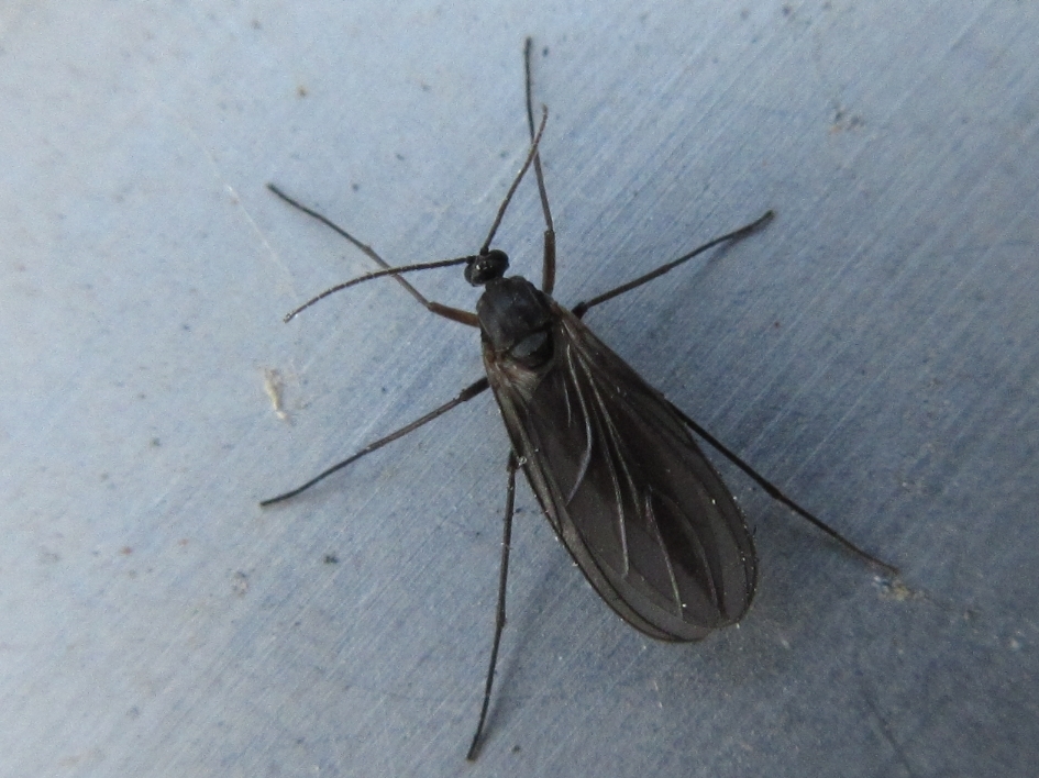 Dark-winged Fungus Gnats from 대한민국 충청남도 천안시 동남구 on November 4, 2019 at ...