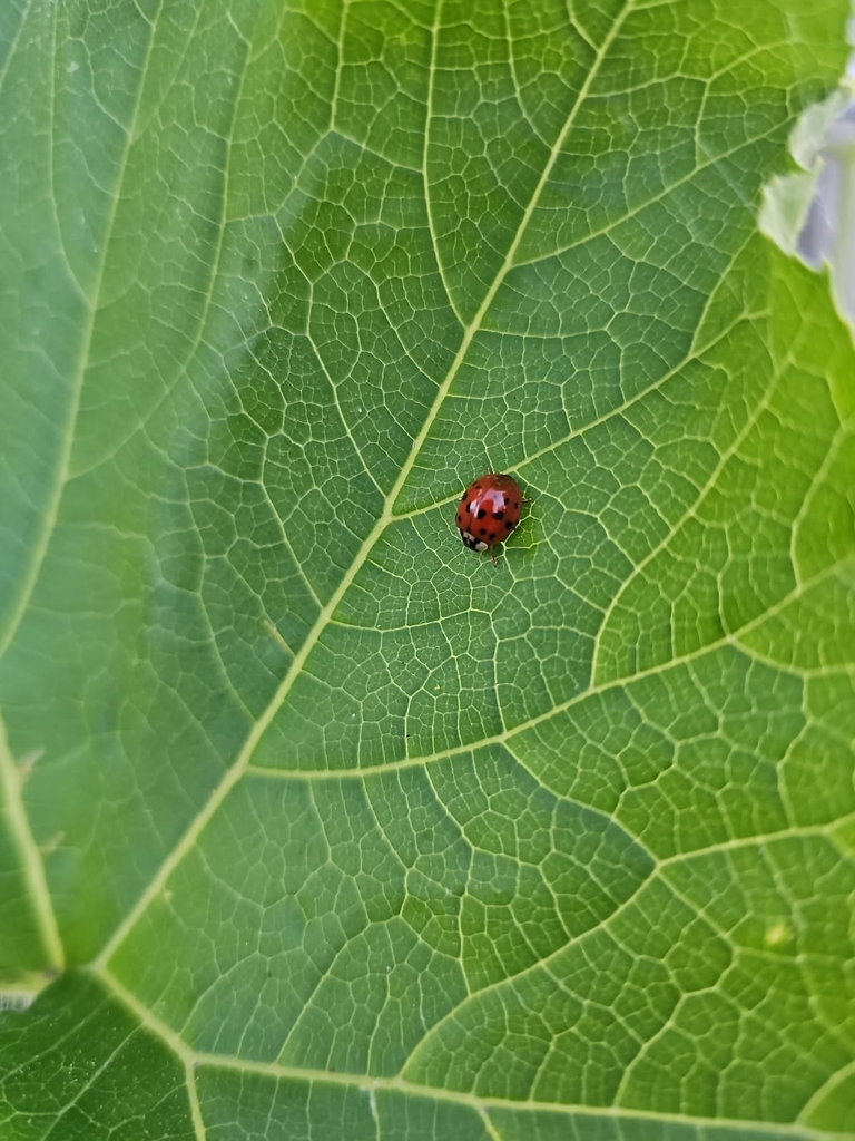 Asian Lady Beetle from Riverview, Seattle, WA 98106, USA on August 21 ...