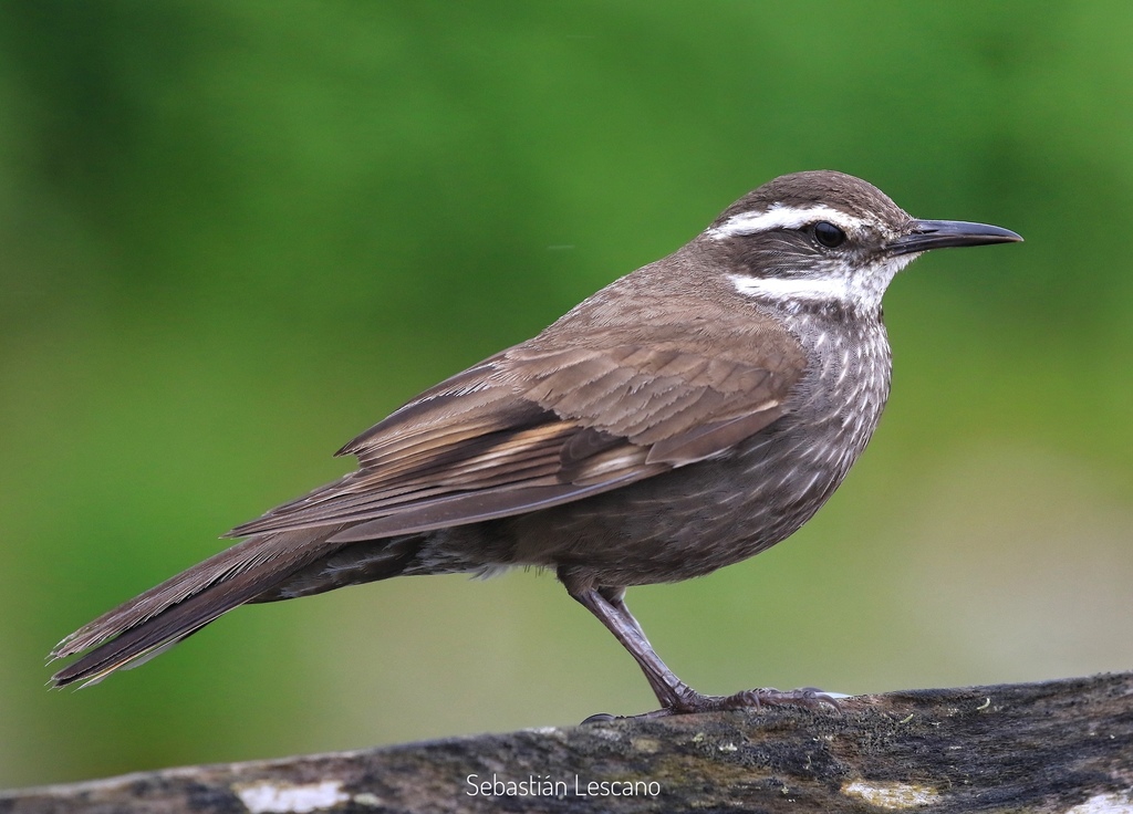 Dark-bellied Cinclodes (Cinclodes patagonicus) - Avian Discovery