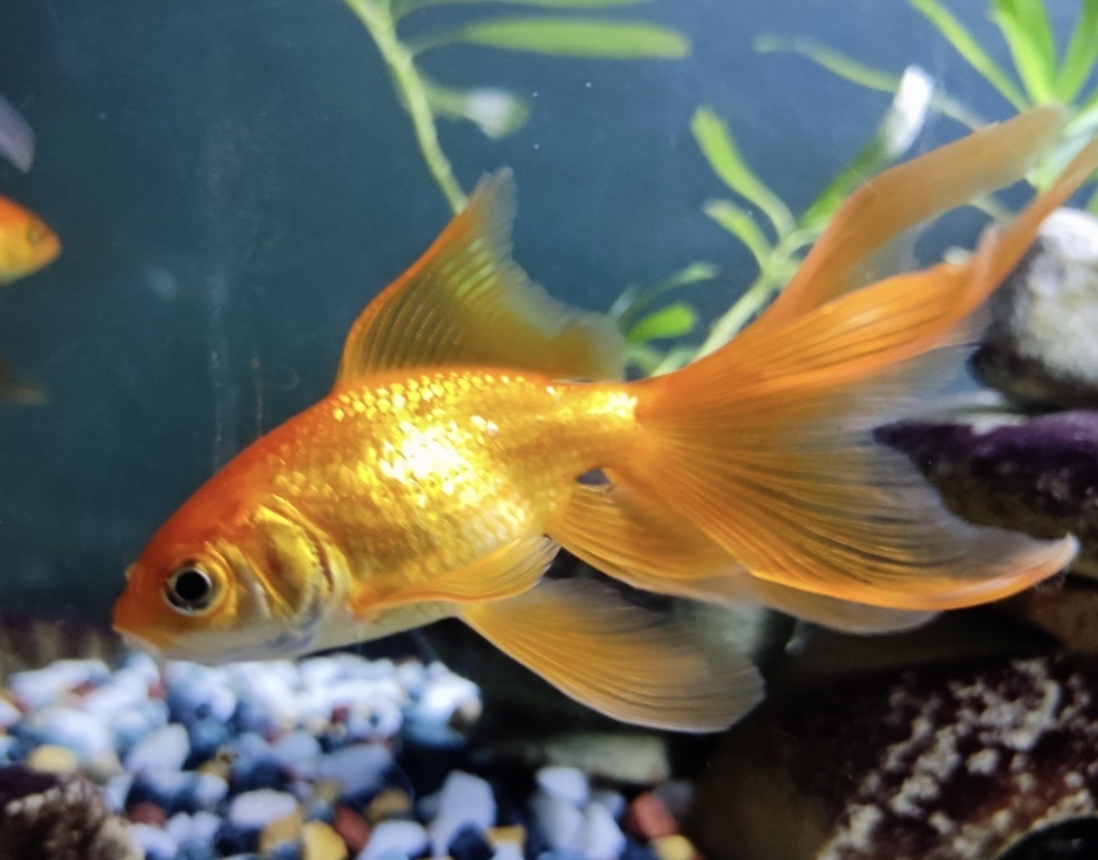 Goldfish (Carassius auratus) - Marine Life Identification