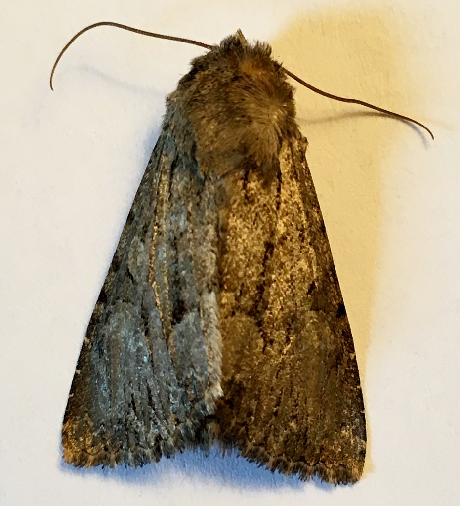 Apamea longula (Noctuid Moths of Montana, USA) · iNaturalist