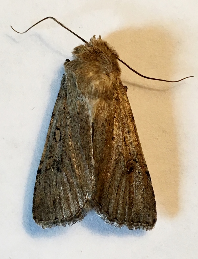 Euxoa choris (Noctuid Moths of Montana, USA) · iNaturalist