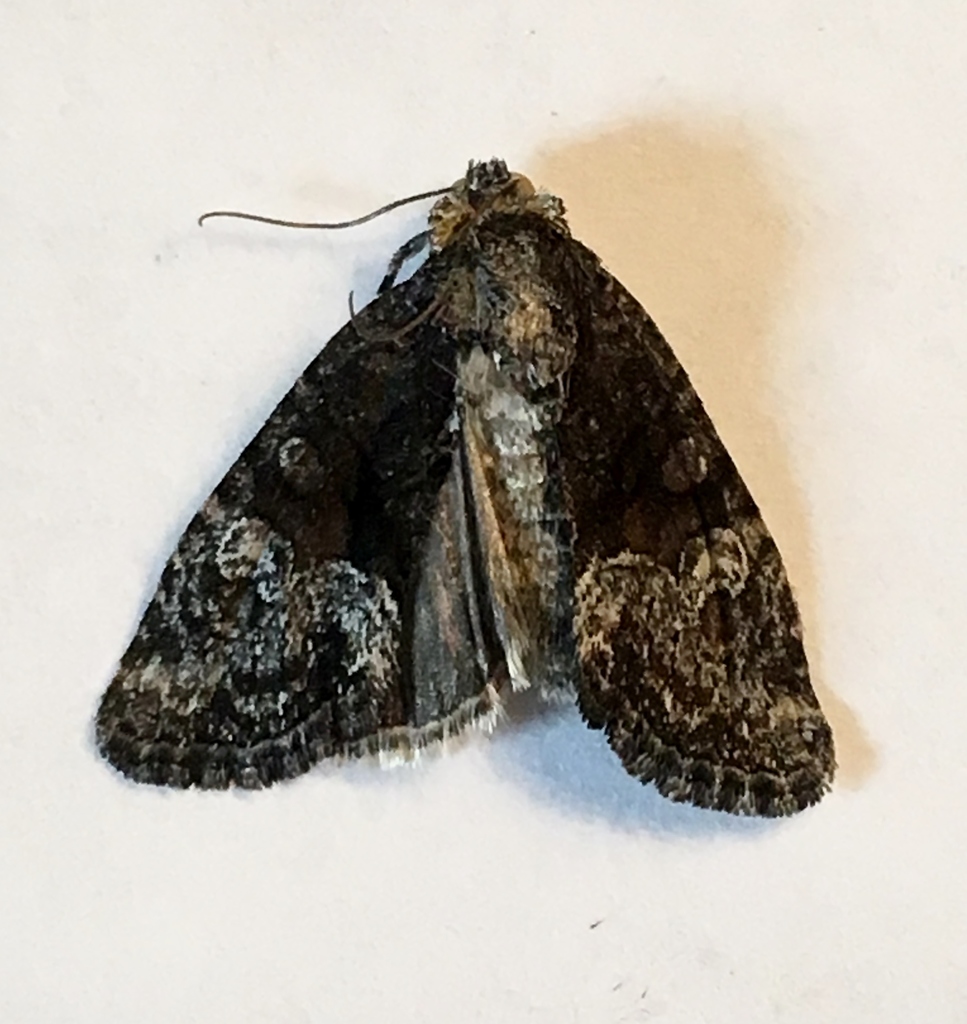 Neoligia albirena (Noctuidae of the United States - Pt.2) · iNaturalist