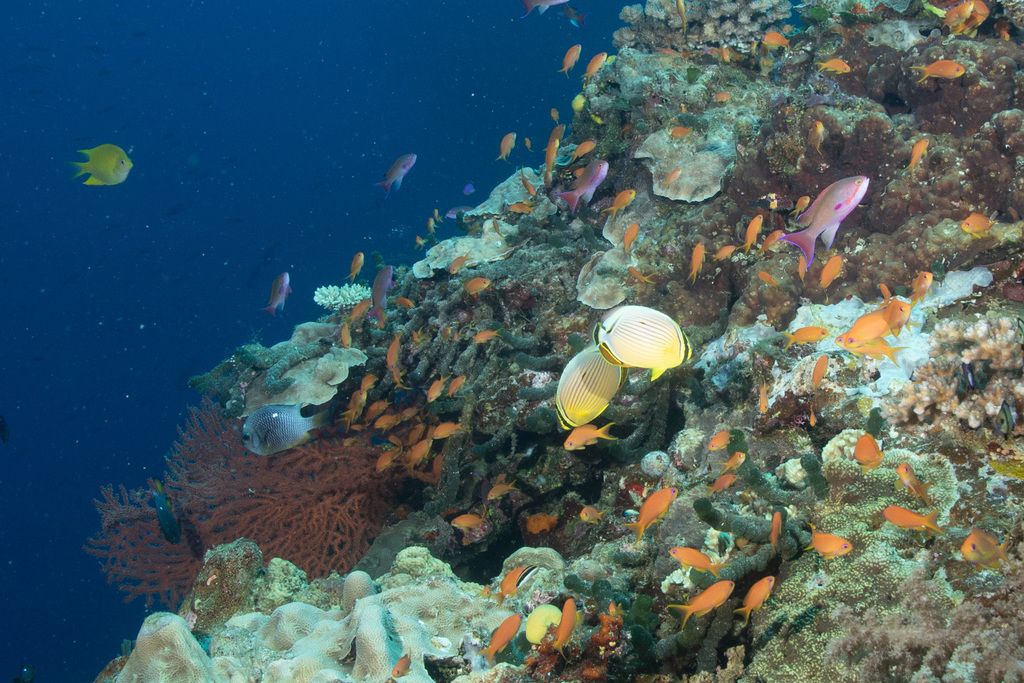 Redfin Butterflyfish on October 13, 2019 at 10:48 AM by Mark Rosenstein ...