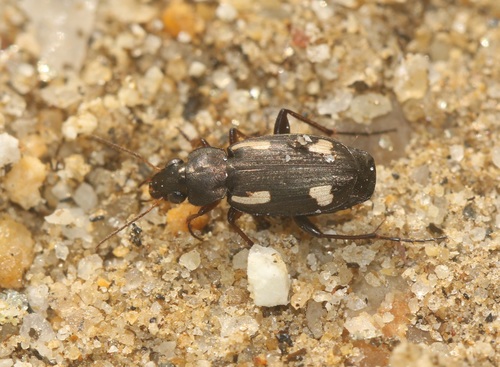 Tetragonoderus quadrinotatus · iNaturalist