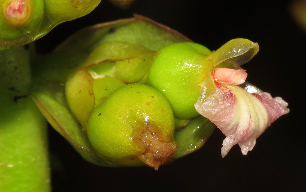 gingers, bananas, and allies (Zingiberales) - Botanical Realm