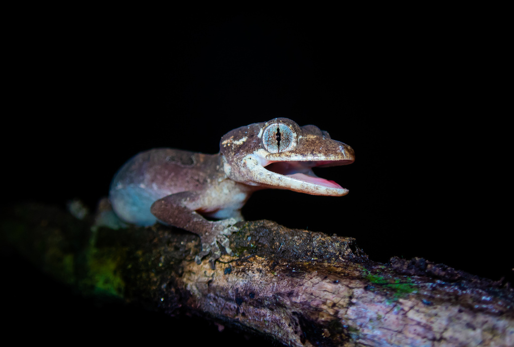 Malaysia Bow-fingered Gecko from Perak, Malaysia on July 13, 2019 at 10 ...