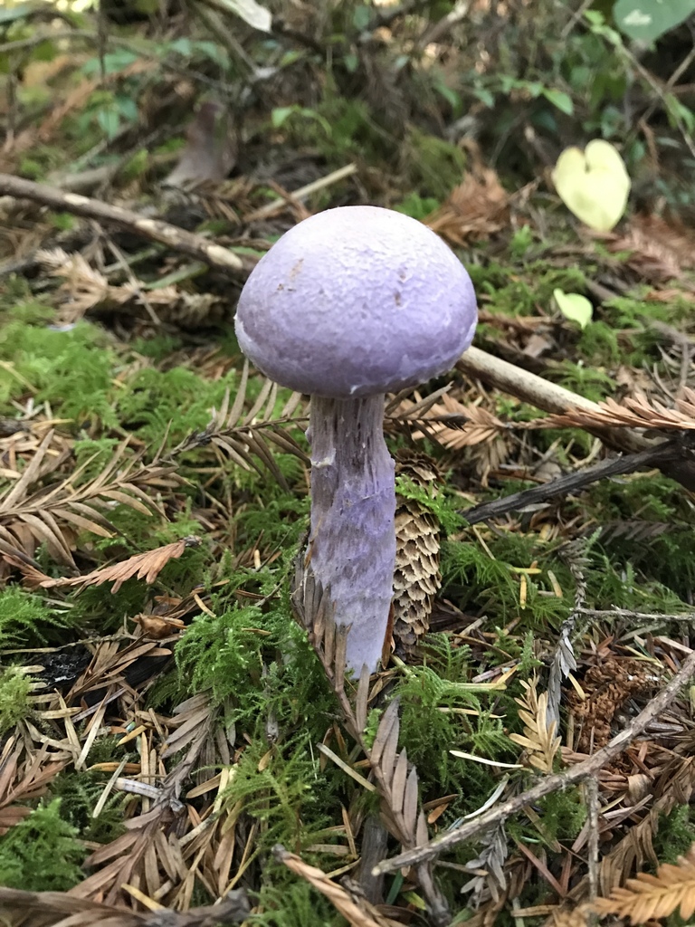 gassy webcap from Redwood National Park, Humboldt County, US-CA, US on ...