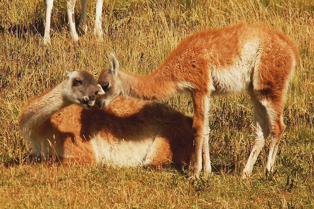 Tylopodans (Tylopoda) - Know Your Mammals
