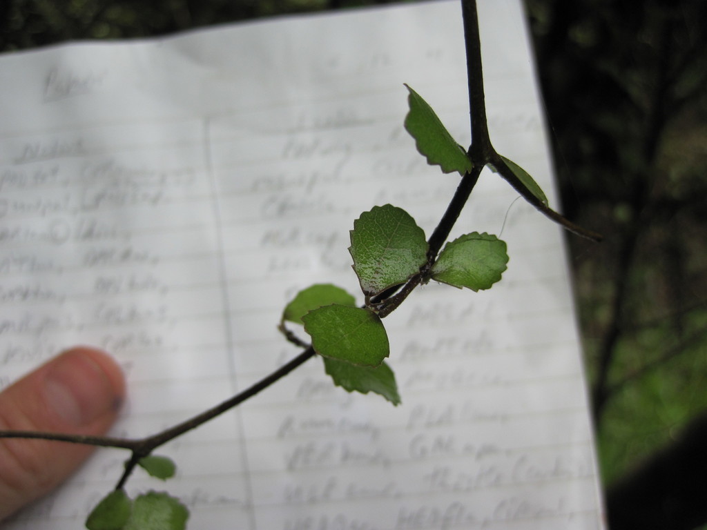 small leaved milk tree from Tomarata, New Zealand on December 05, 2011 ...