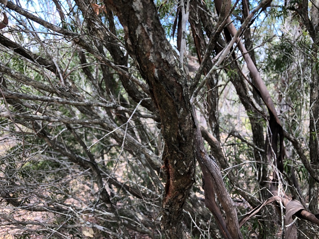 Melaleuca formosa (S.T.Blake) Craven