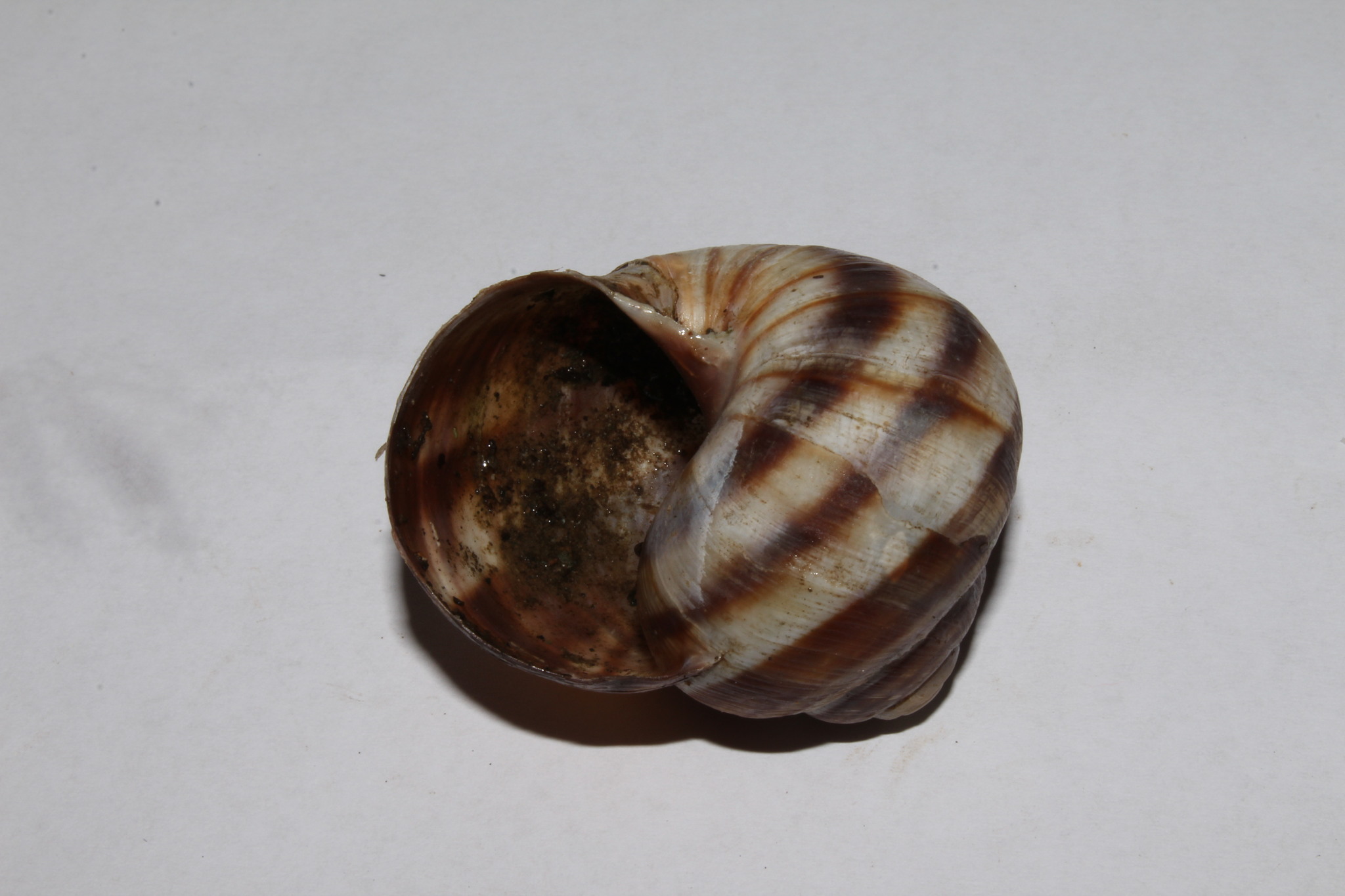 Helix cincta O.F.Müller, 1774