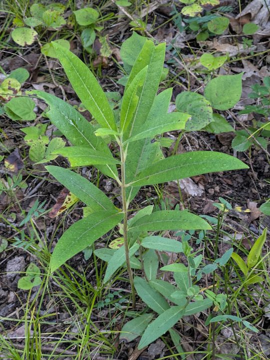 oval-leaved milkweed in August 2025 by John Boldt. 4 non flowering ...