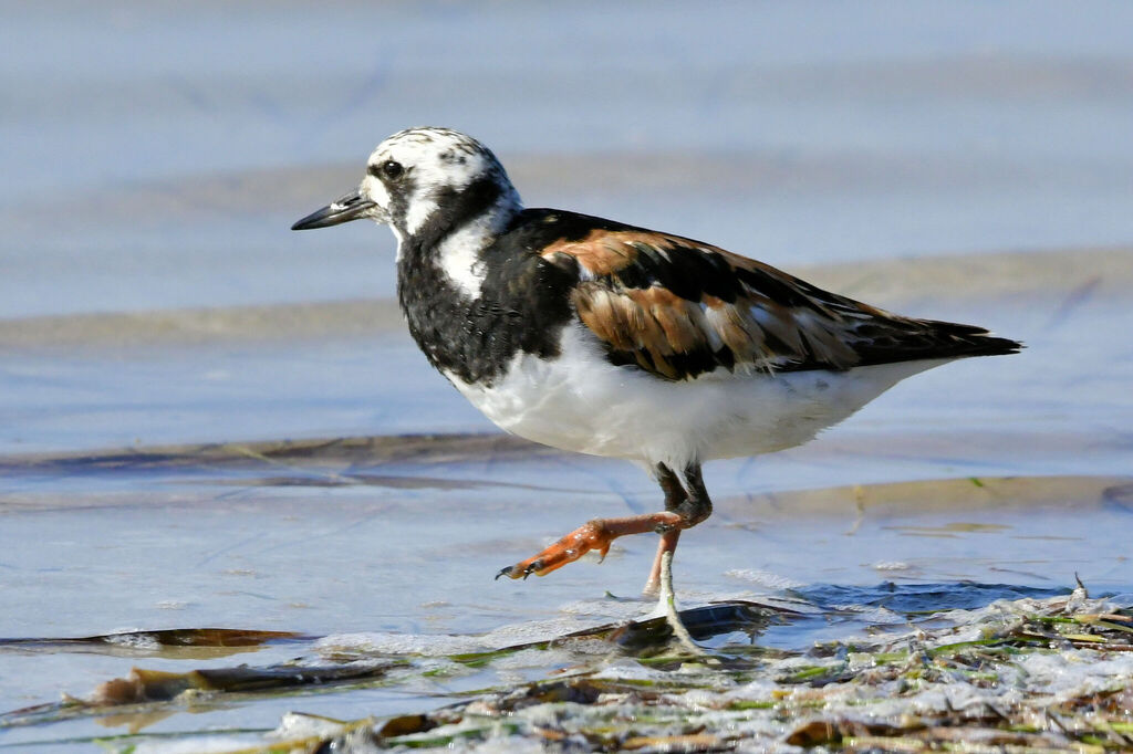 Ruddy Turnstone from Flamingo, Everglades National Park, County, FL ...