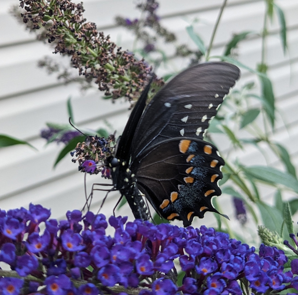 Spicebush Swallowtail from Beale Township, PA, USA on August 12, 2025 ...