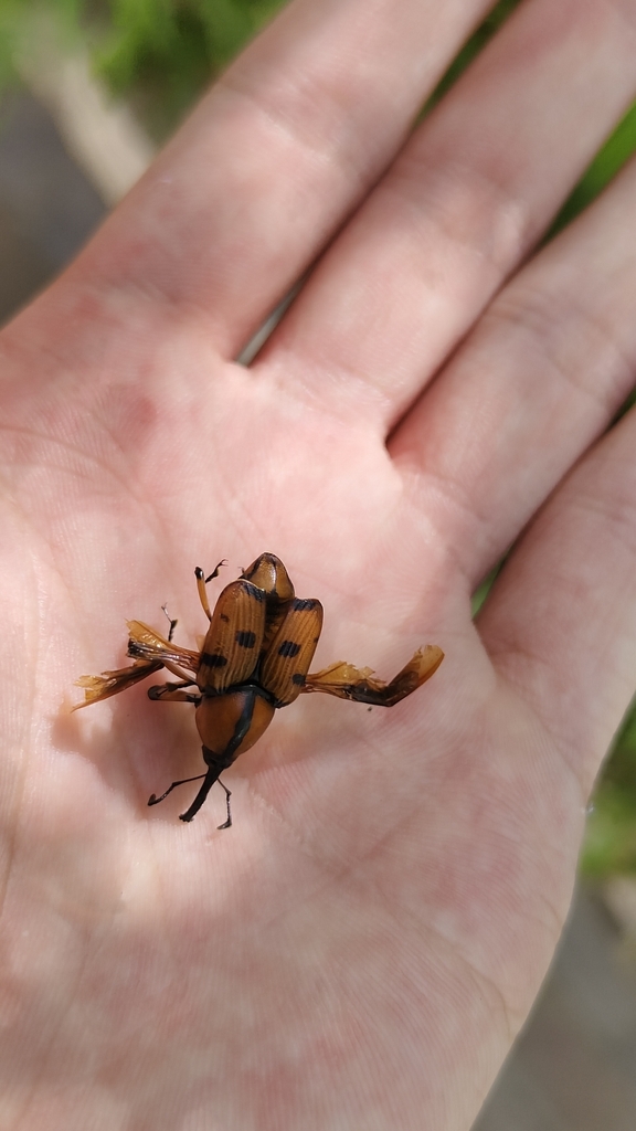 Otidognathus davidis from Hanzhong, CN-SA, CN on July 14, 2025 at 04:16 ...