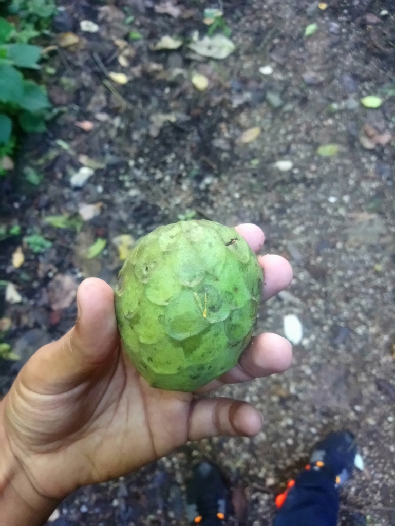 Cherimoya from Tepoztlán, MX-MR, MX on November 3, 2019 at 08:55 AM by ...