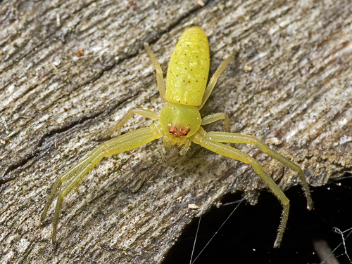 Genus Cetratus · iNaturalist Australia