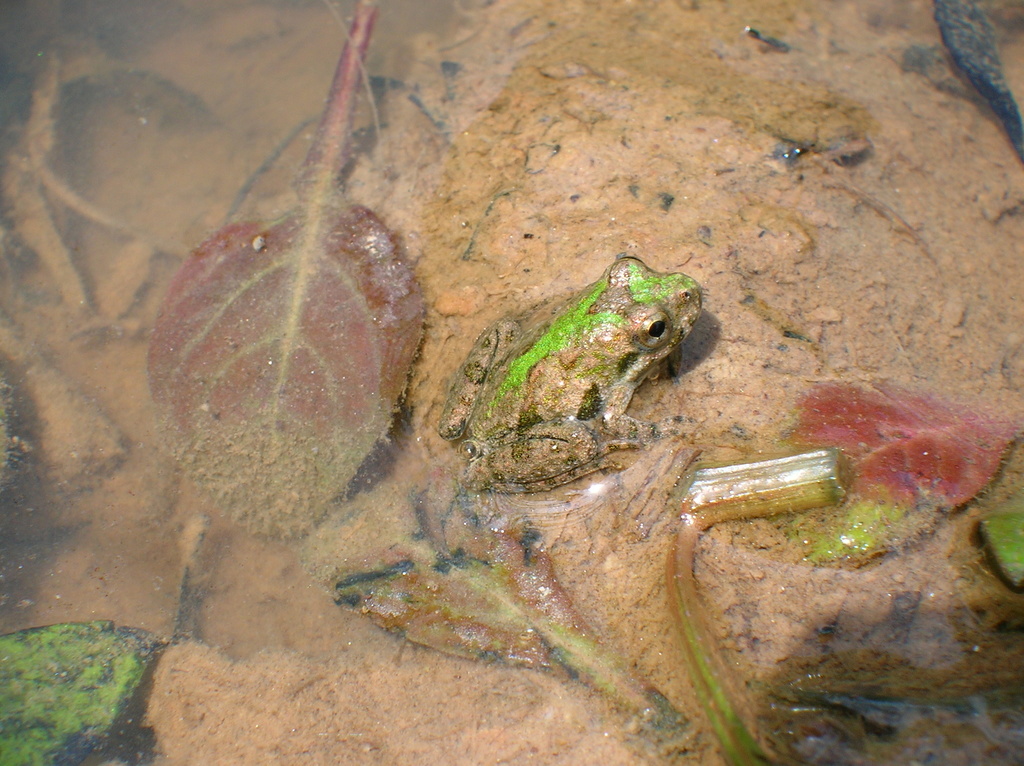 Northern Cricket Frog from Apex, NC, USA on July 10, 2008 at 11:51 AM ...