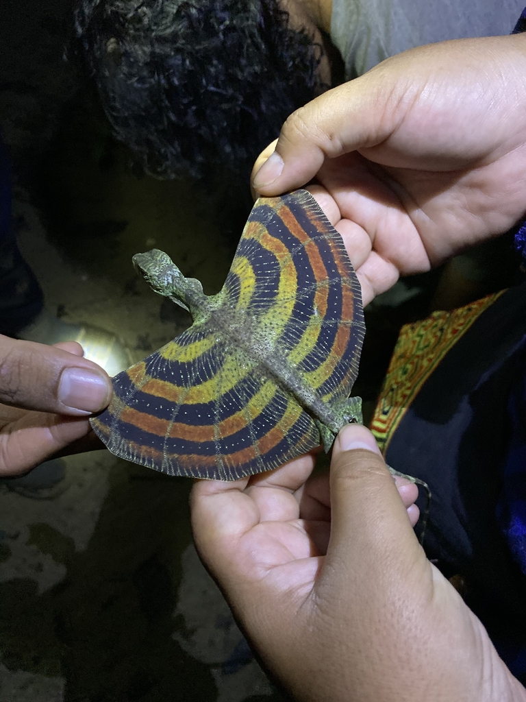 Five-lined Flying Dragon (Draco quinquefasciatus) - Snakes and Lizards