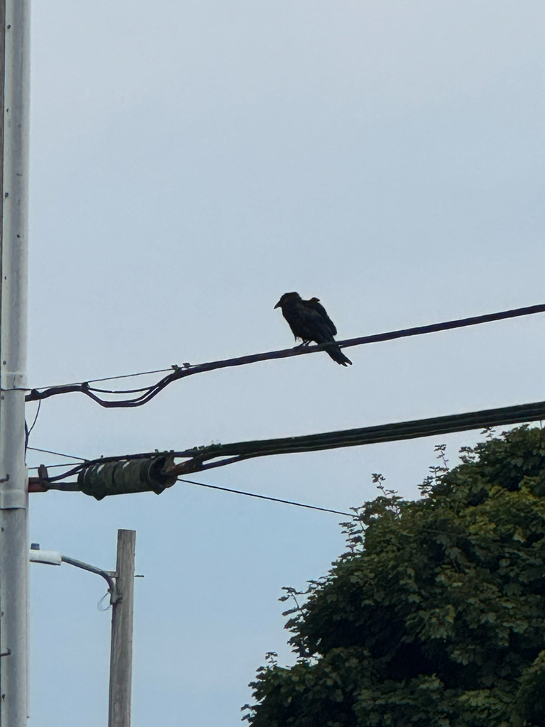 Common Raven from Mad River Pkwy, Arcata, CA, US on August 22, 2025 at ...