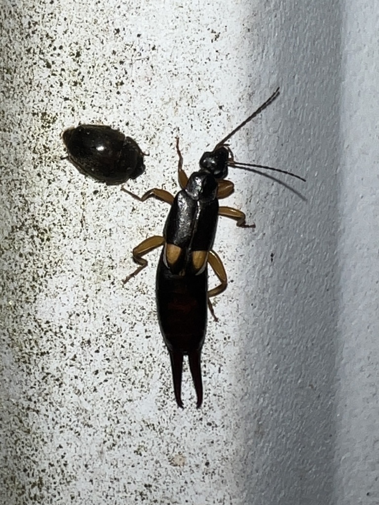 Brown-winged Earwig from Mt Nebo Rd, Marion, AL, US on August 3, 2025 ...