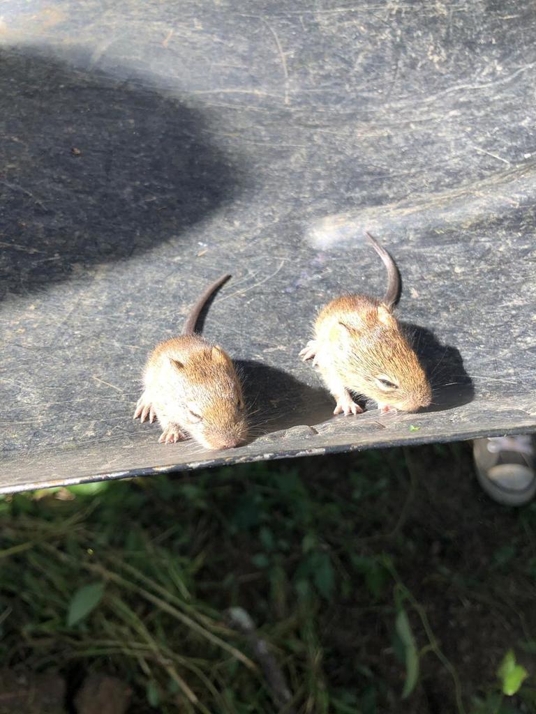 Mexican Woodrat (Neotoma mexicana) - Know Your Mammals