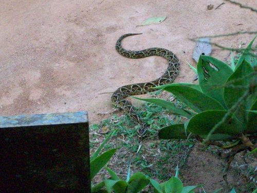 Fonseca's Lancehead (Bothrops fonsecai) - Snakes and Lizards