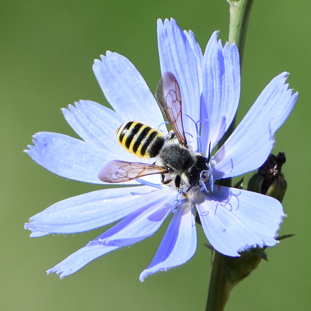 Megachile fidelis in August 2025 by Tser · iNaturalist