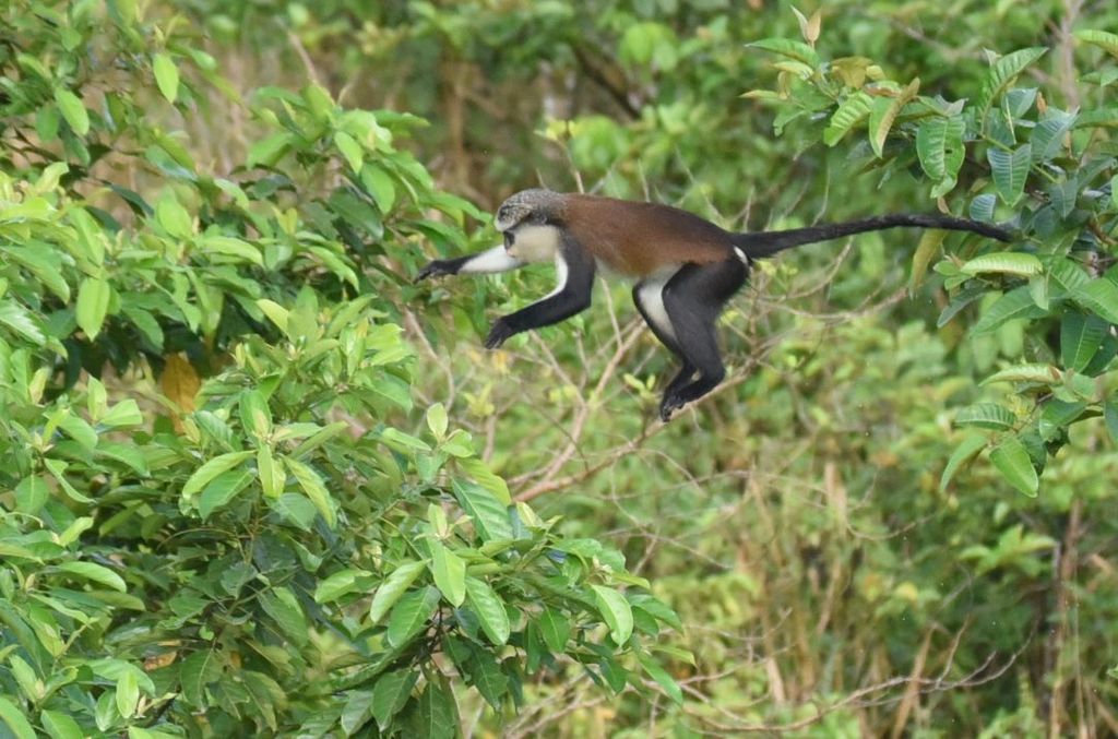 Mona Monkey (Cercopithecus mona) - Know Your Mammals