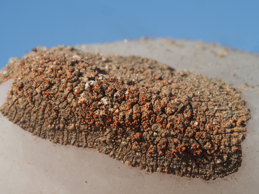 Turtle Lichen (Fungi of southern Africa) · iNaturalist