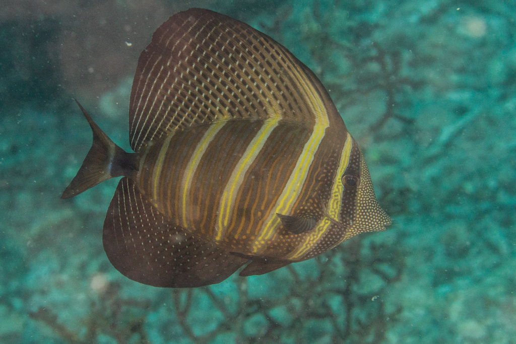 Pacific Sailfin Tang (Zebrasoma velifer) - Marine Life Identification