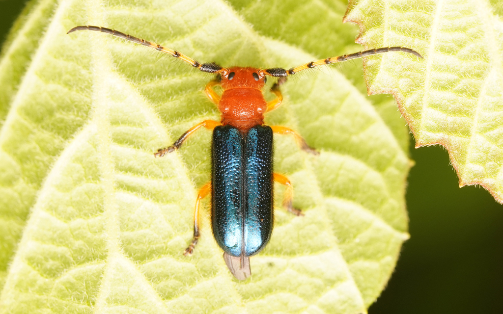 Bacchisa atritarsis from 中国广西壮族自治区来宾市金秀瑶族自治县 on June 26, 2025 at 03:24 ...