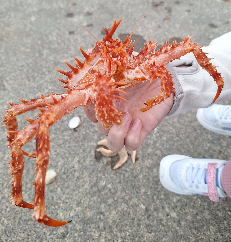 Norway King Crab from Nordragota, Faroe Islands on August 11, 2025 at ...