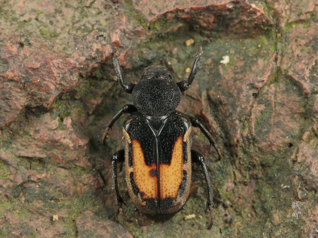 Clinterocera sinensis from Quzhou, CN-ZJ, CN on July 19, 2025 at 02:43 ...