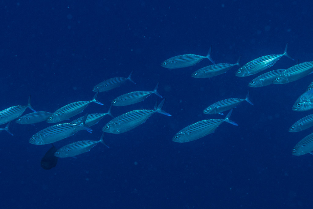 Mackerels, Tunas, and Bonitos (Scombridae) - Marine Life Identification
