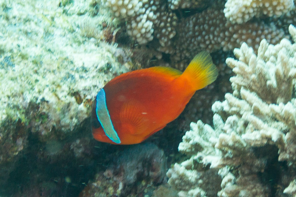 Fiji Tomato Anemonefish (Amphiprion barberi) - Marine Life Identification