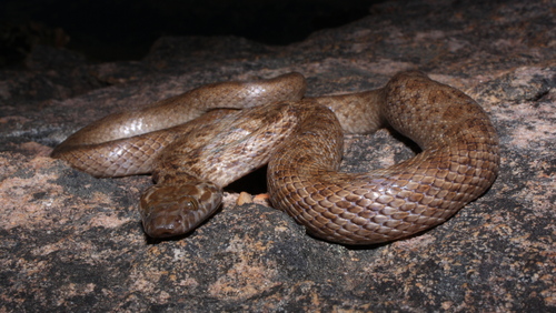 Lamprophiid Snakes (Lamprophiidae) - Snakes and Lizards