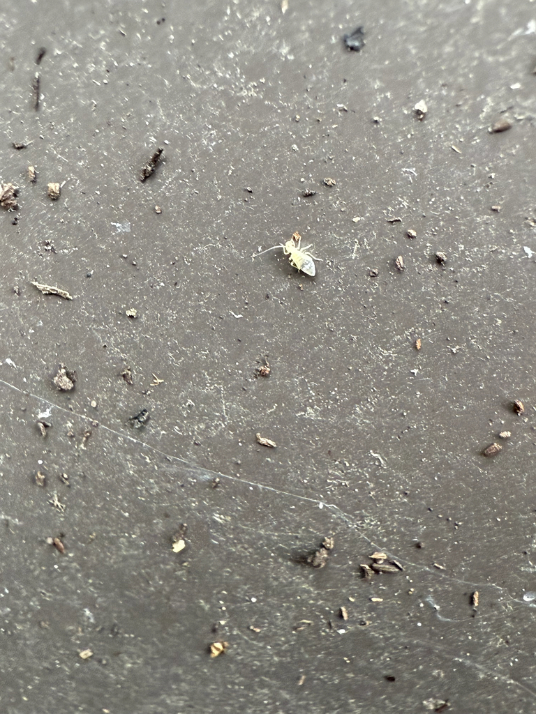 Bark Lice, Book Lice, and Parasitic Lice in August 2025 by sparrowsinn ...