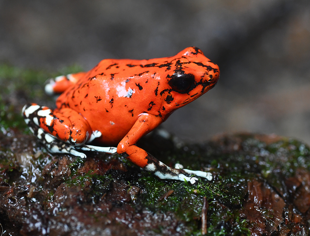 Little Devil Poison Frog in October 2019 by Josh Vandermeulen · iNaturalist