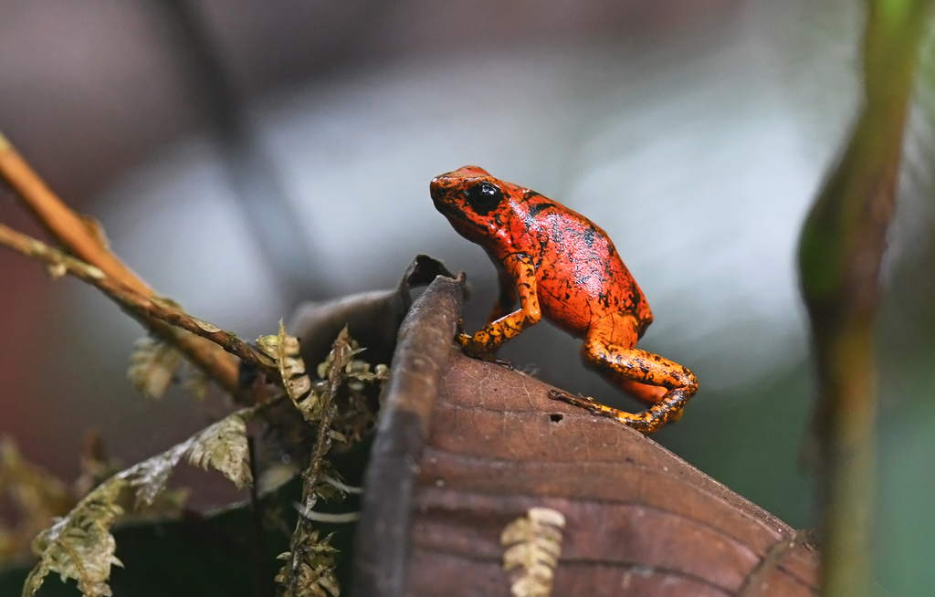 Little Devil Poison Frog in October 2019 by Josh Vandermeulen · iNaturalist