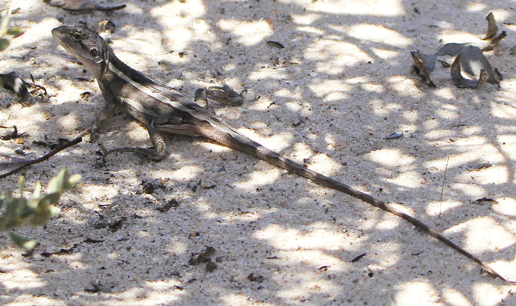 Mallee Tree Dragon from Big Desert VIC 3490, Australia on October 12 ...