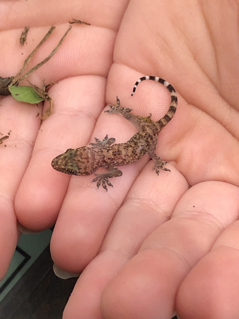 Mediterranean House Gecko from Joe Jones Blvd, West Plains, MO, US on ...