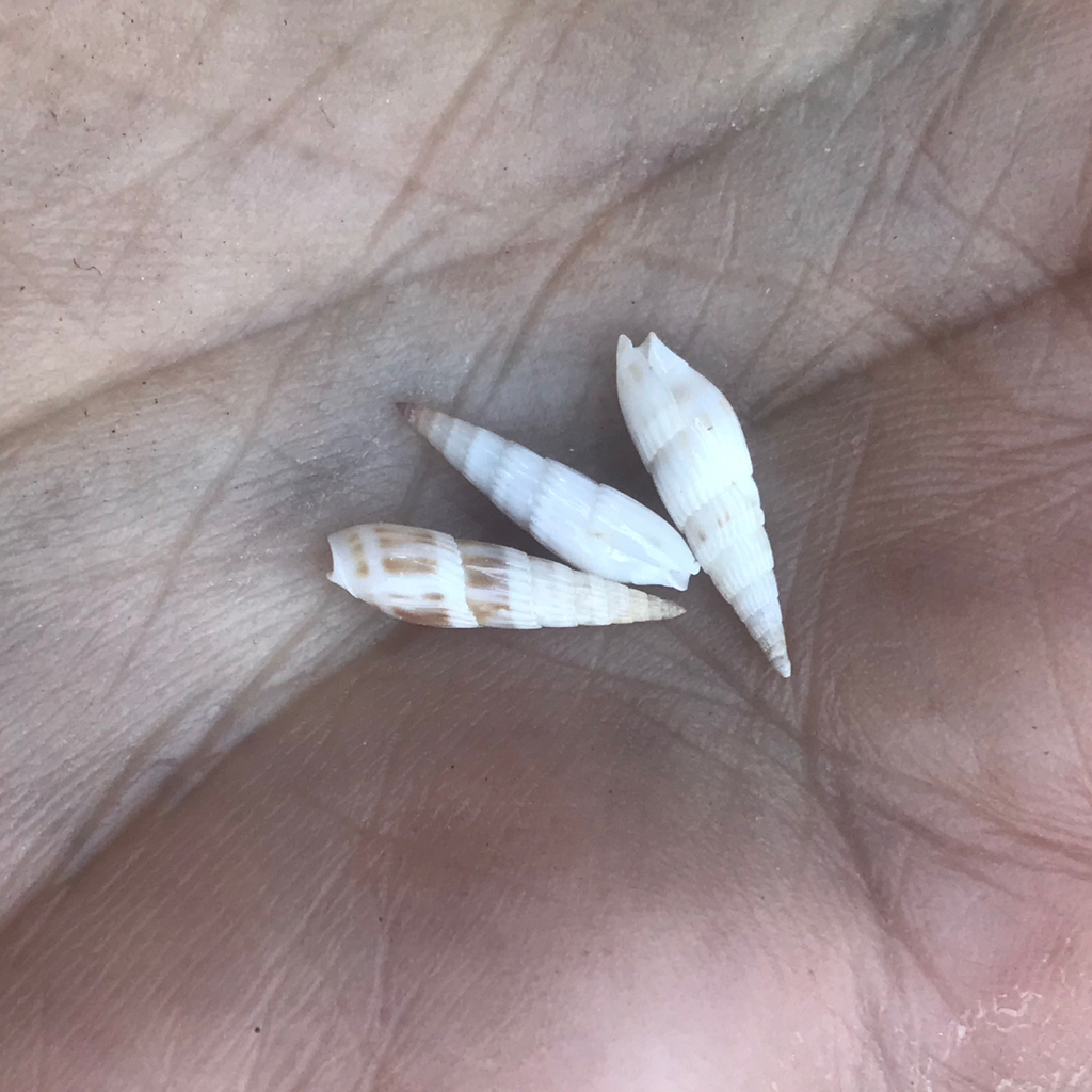 Hastula albula from Makena Landing, Wailea-Makena, HI, USA on December 27, 2001 by Phil Liff ...